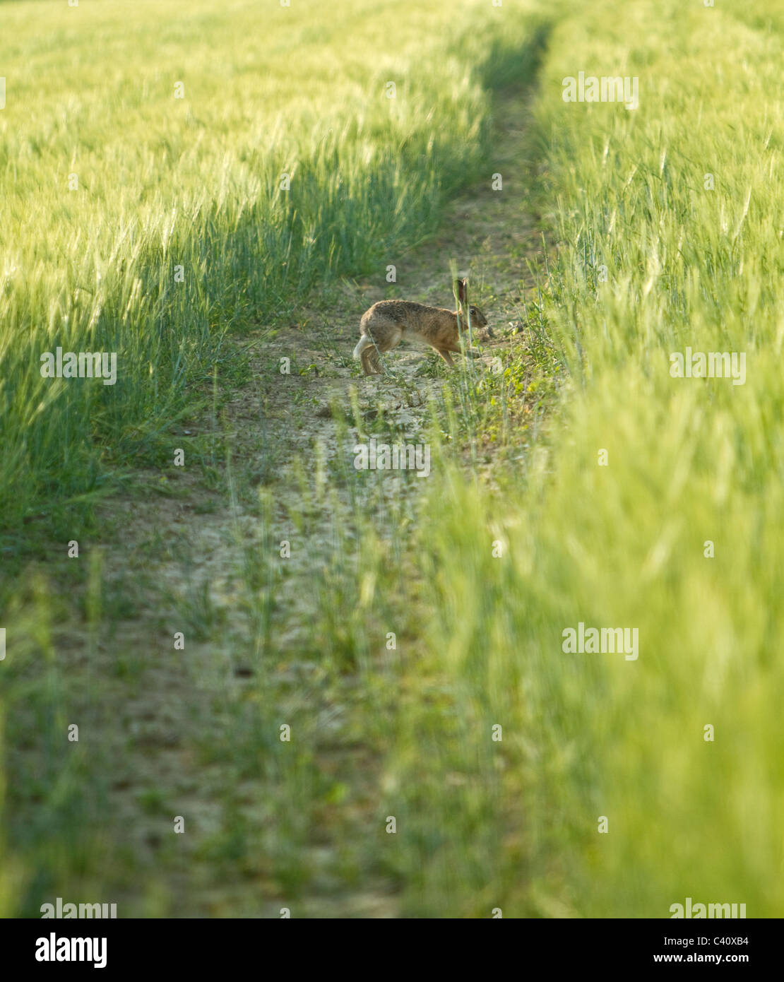 Rabbit hunting hi-res stock photography and images - Alamy