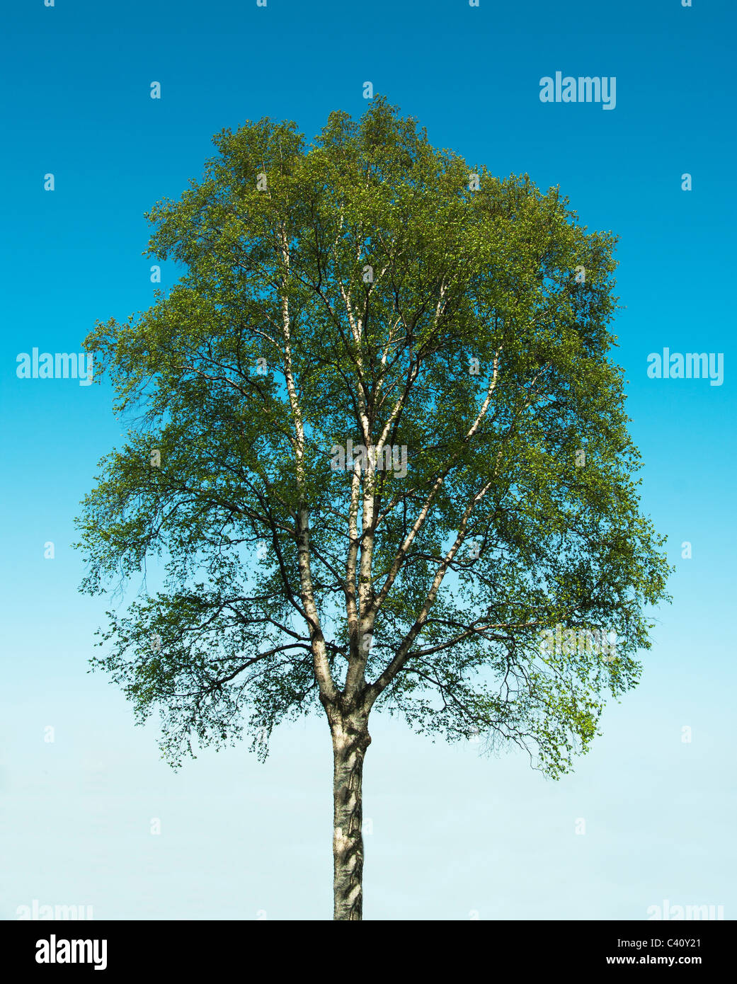 Tall birches hi-res stock photography and images - Alamy