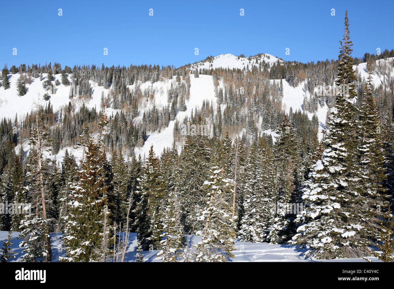 Recent snowfall at Brighton ski resort. Salt Lake City, Utah, United ...