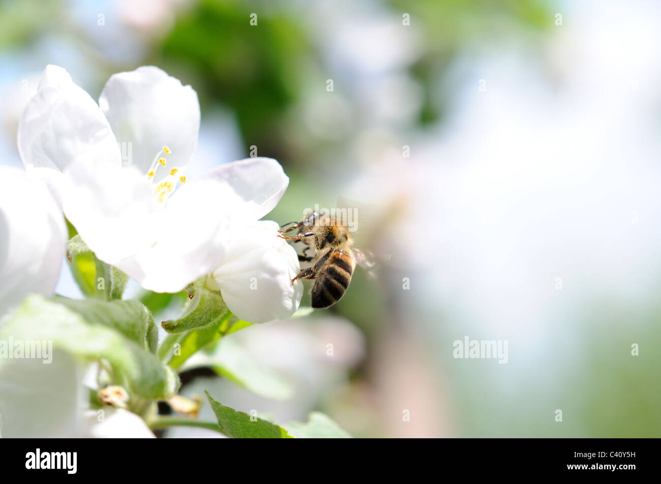 Bee on apple flower Stock Photo - Alamy