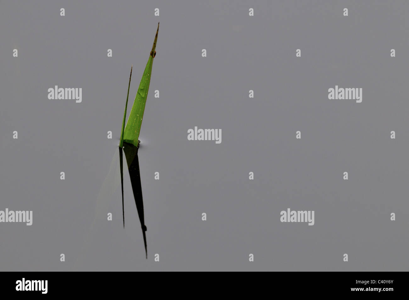 Blade of reed growing out of the water Stock Photo - Alamy