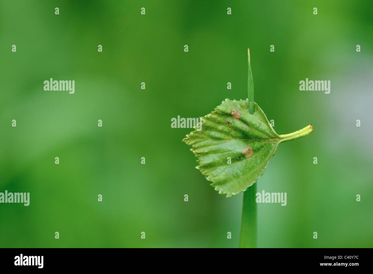 Power of nature to change- blade of grass piercing the leaf Stock Photo ...