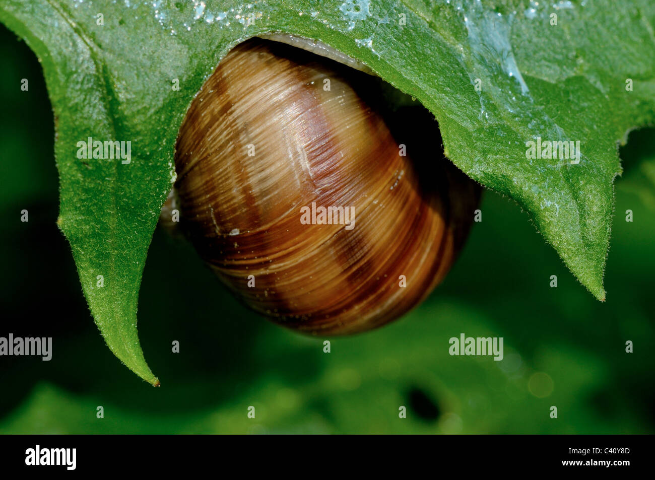 Roman snail hiding behind leave in the garden Stock Photo - Alamy