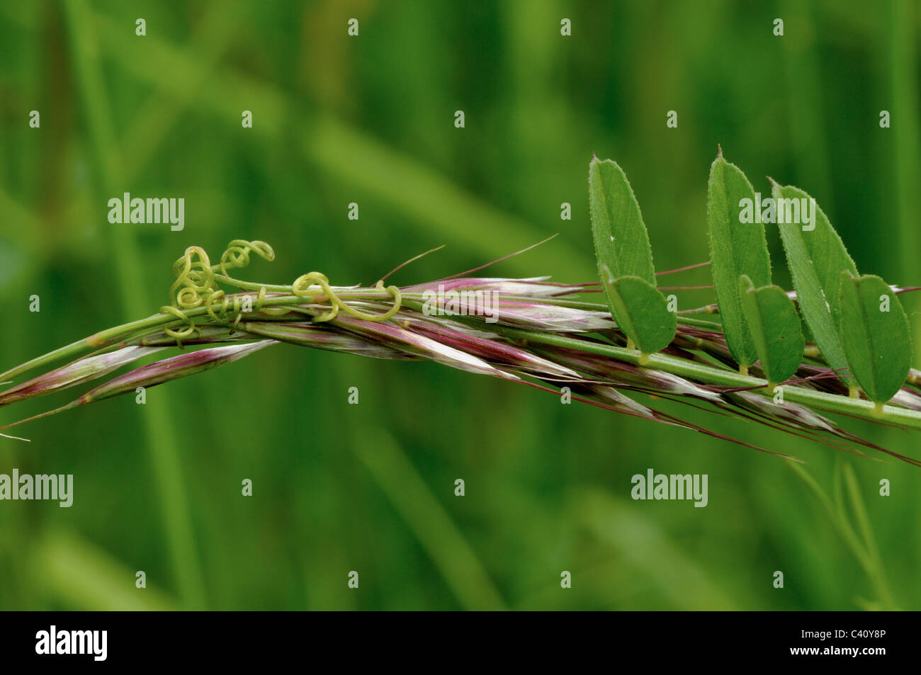 Bind Weed High Resolution Stock Photography and Images - Alamy