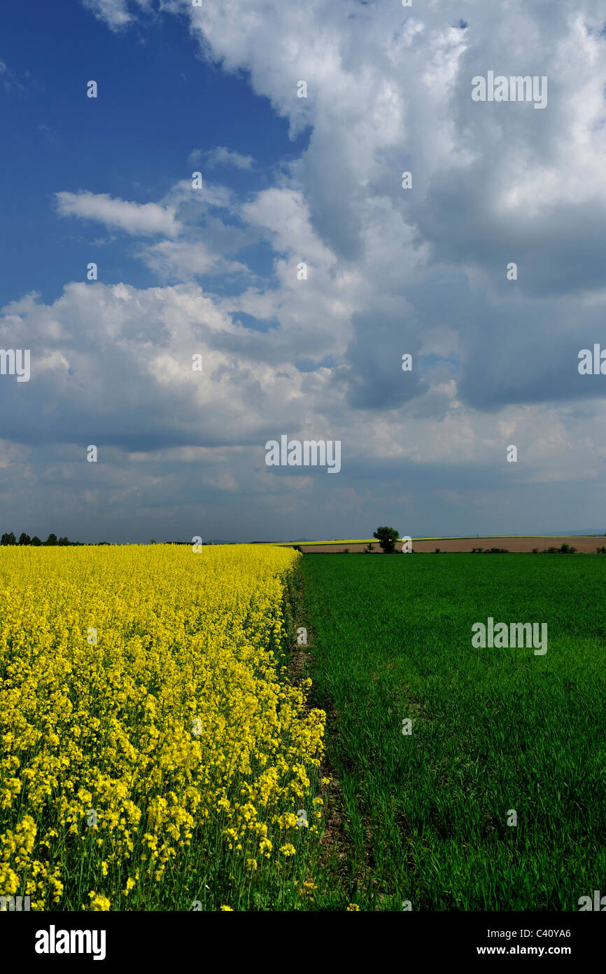 agriculture, background, beautiful, beauty, blue, bright, clear, clouds ...
