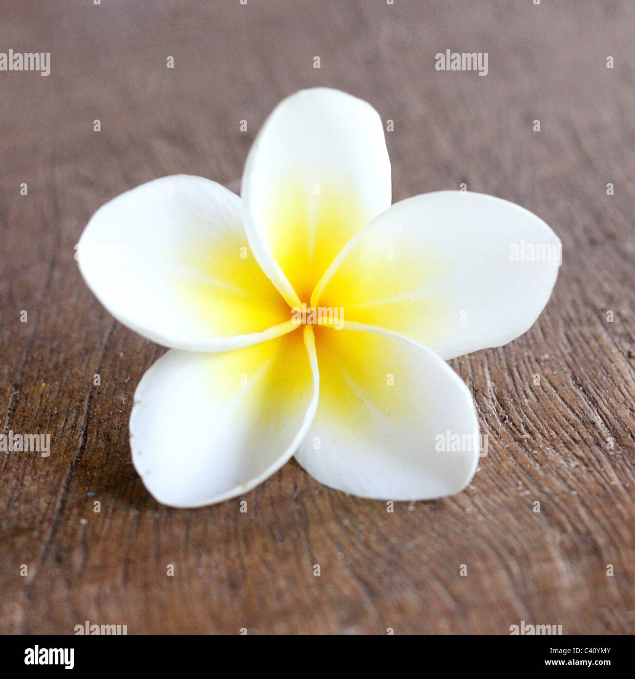 Paradise frangipani hi-res stock photography and images - Alamy