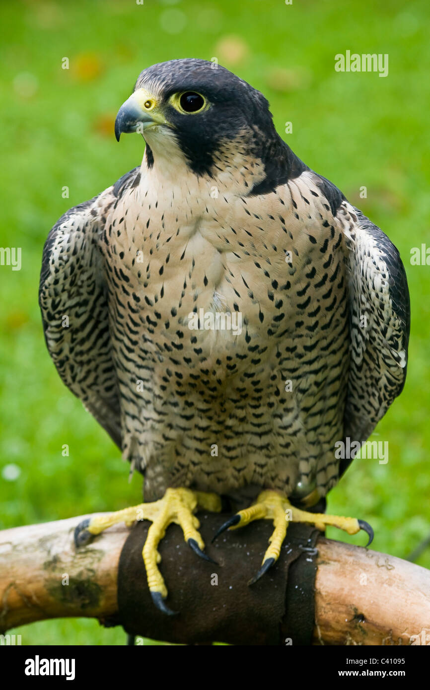 Falco, Peregrine, animal, animals, bird, birds, falcon, green, looks ...