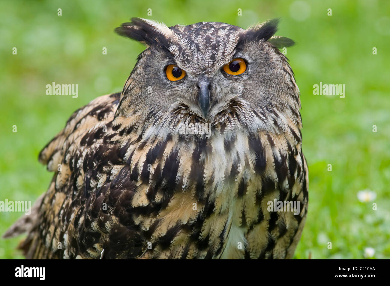 Strigiformes hi-res stock photography and images - Alamy