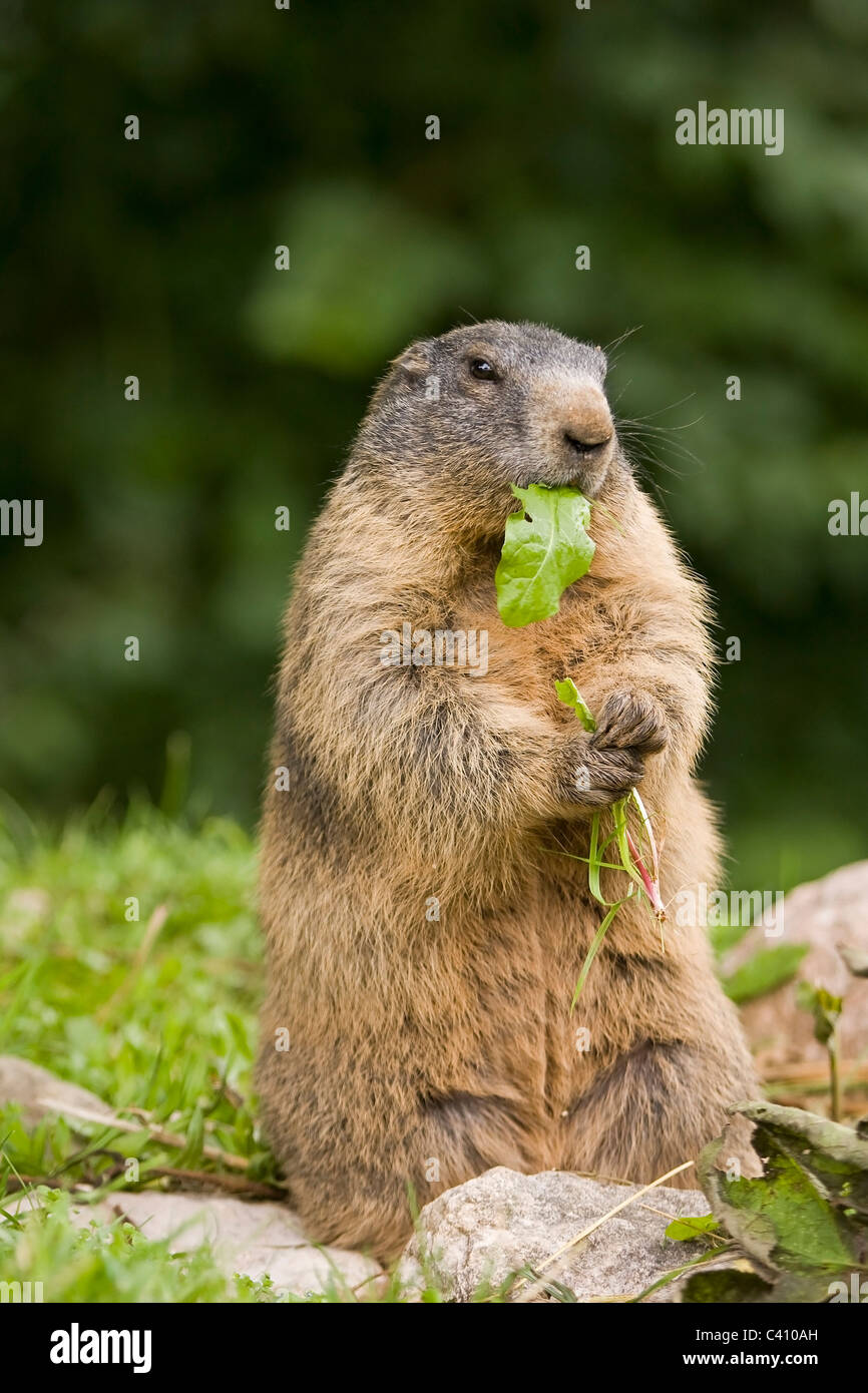 Alpine animal hi-res stock photography and images - Alamy