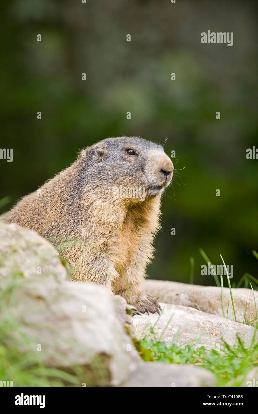 Alpine alpine hi-res stock photography and images - Alamy