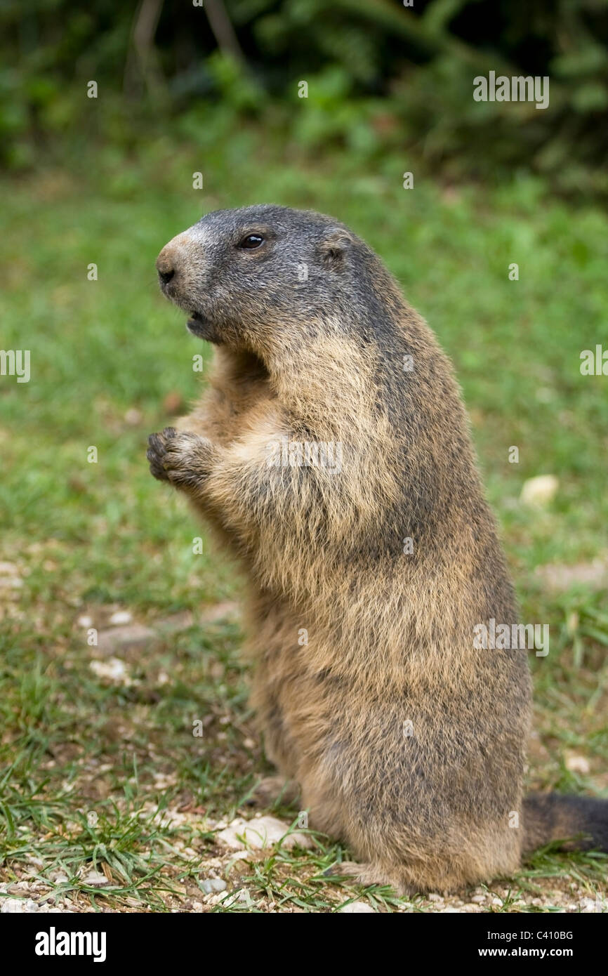 Alpine, alpine, animal, animals, close, close-up, close-ups, closeup ...