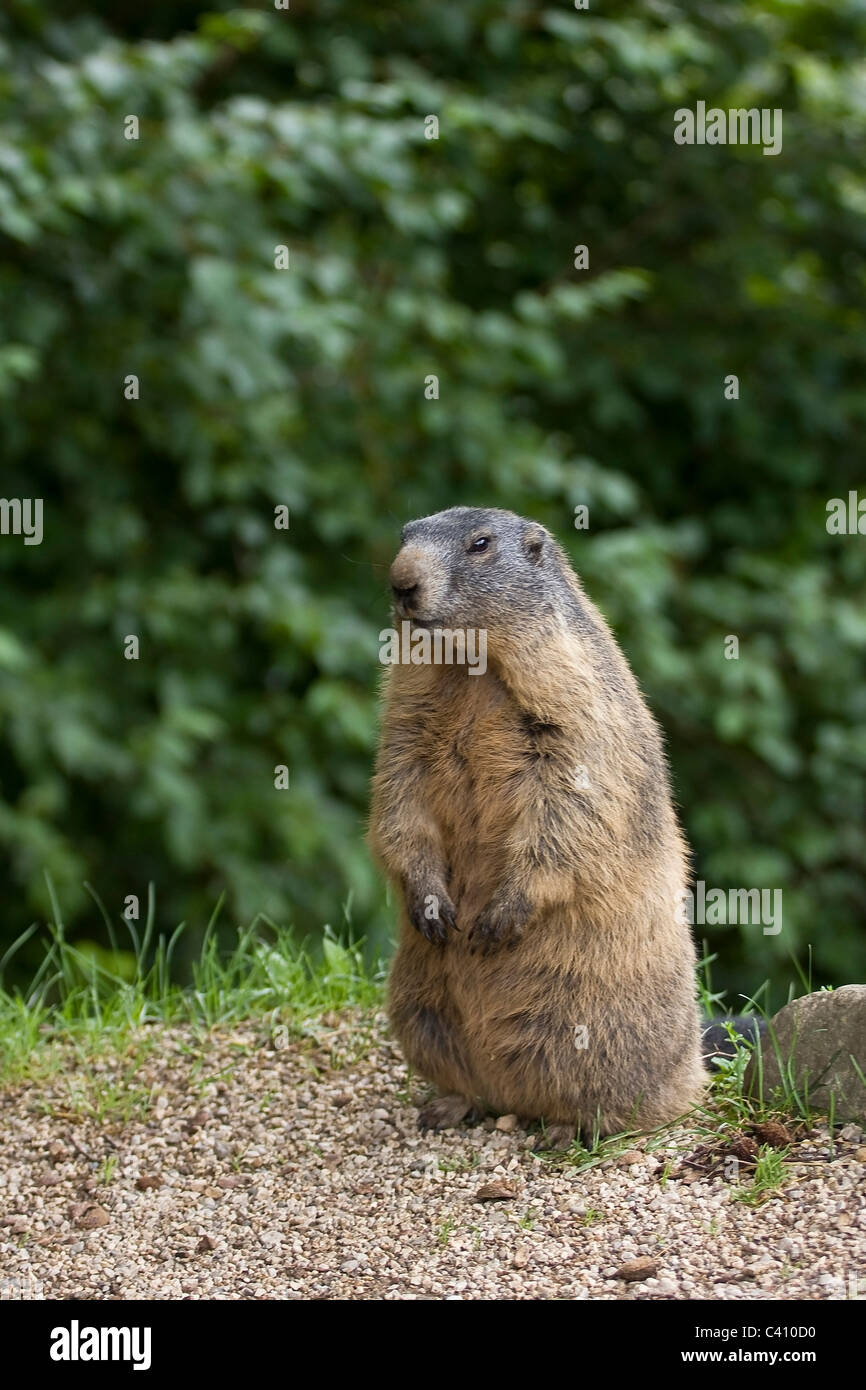Animal closeups hi-res stock photography and images - Alamy