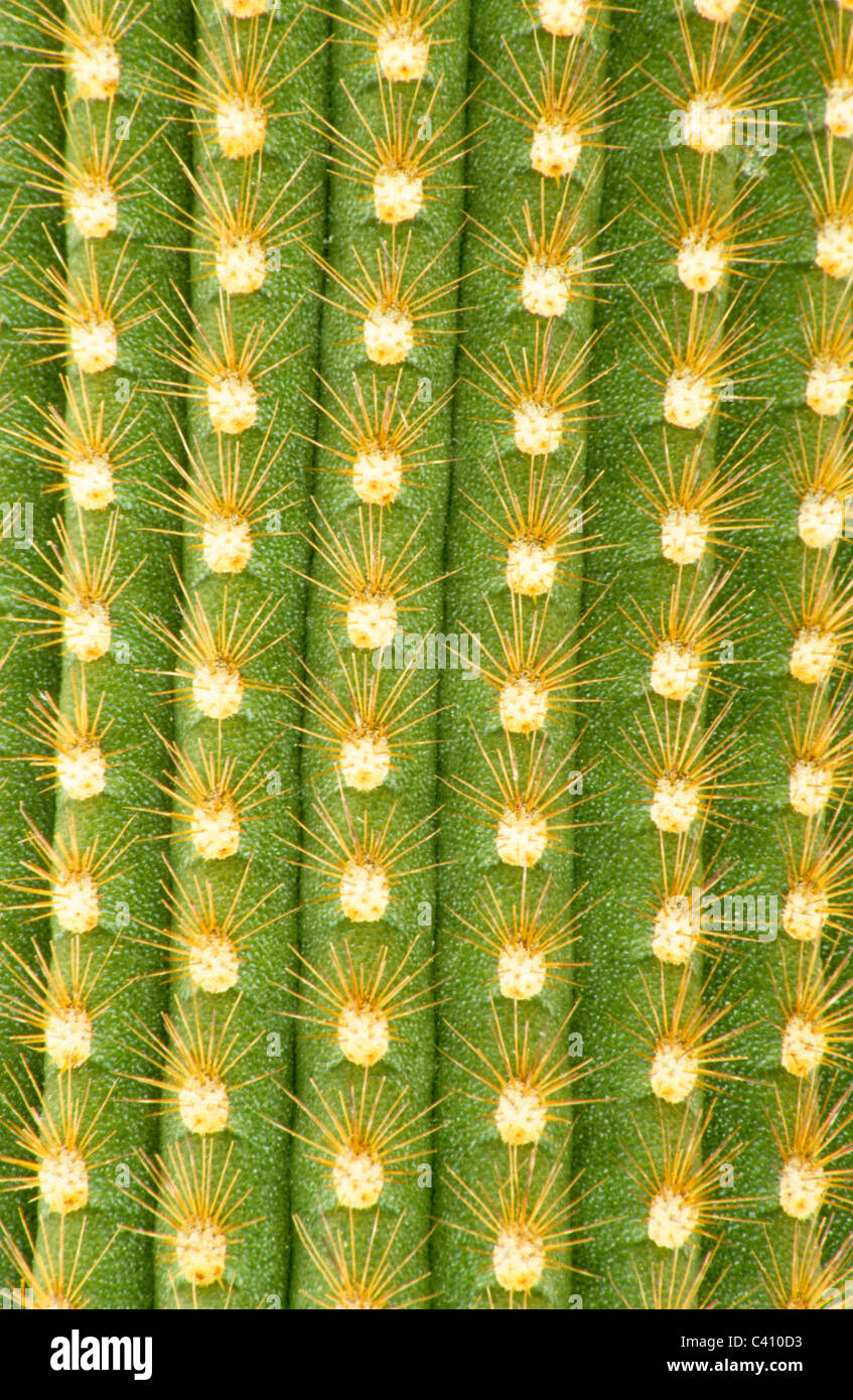 Field recording, botany, flora, close-up, close-ups, botany, daylight ...