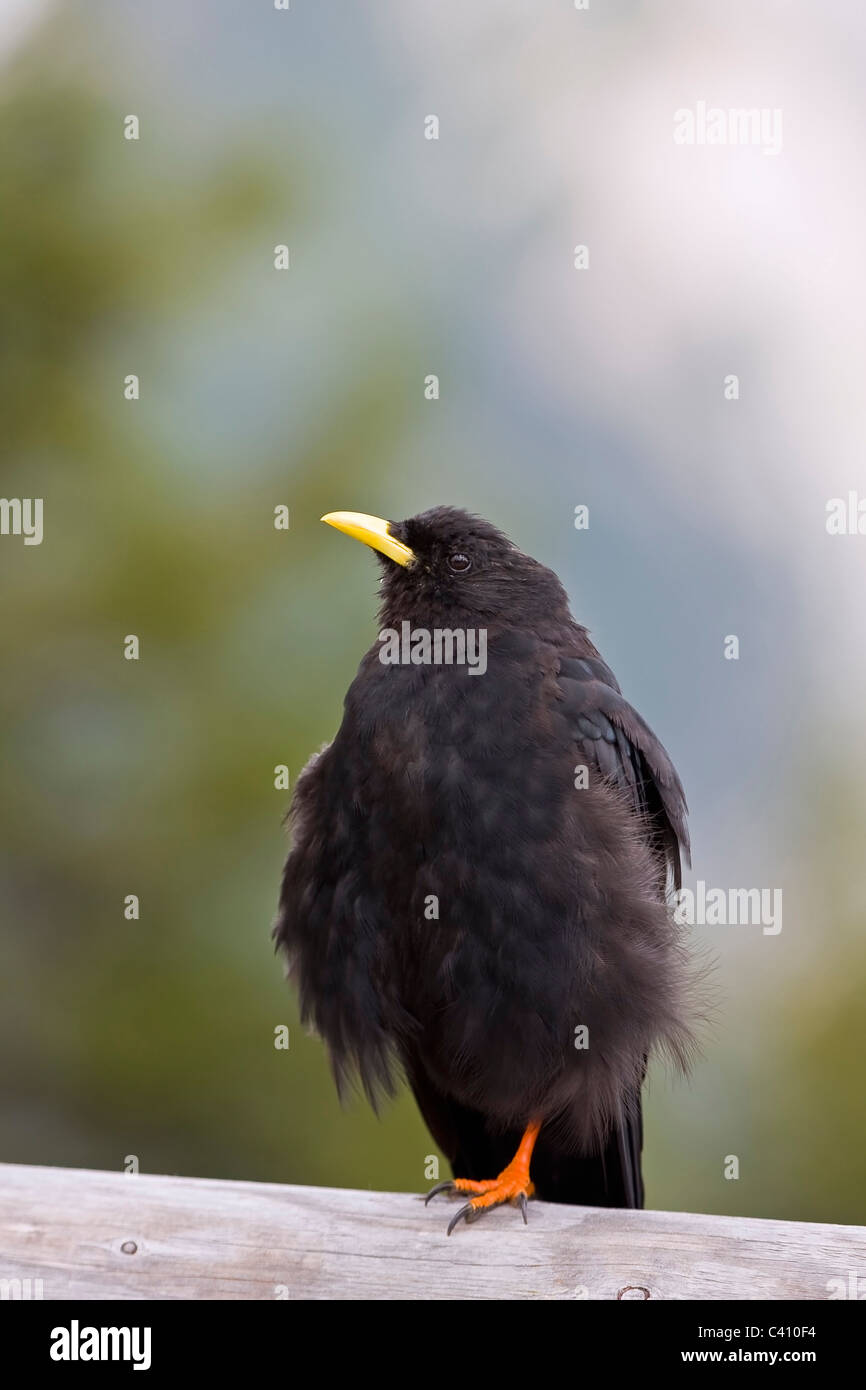 Choughs hi-res stock photography and images - Alamy