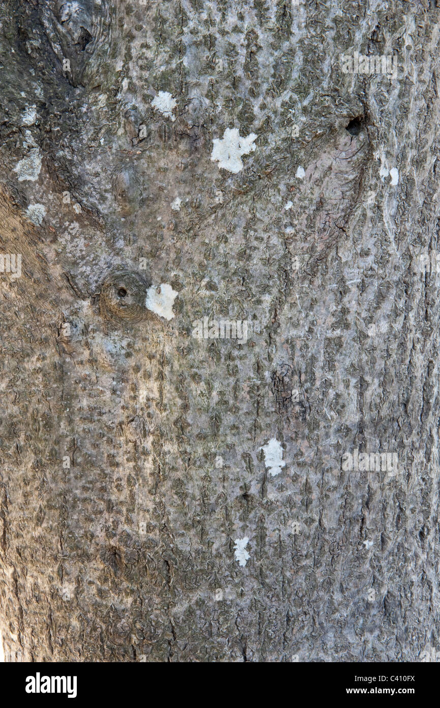Ironwood (Olea capensis subsp. capensis) bark Kirstenbosch National ...