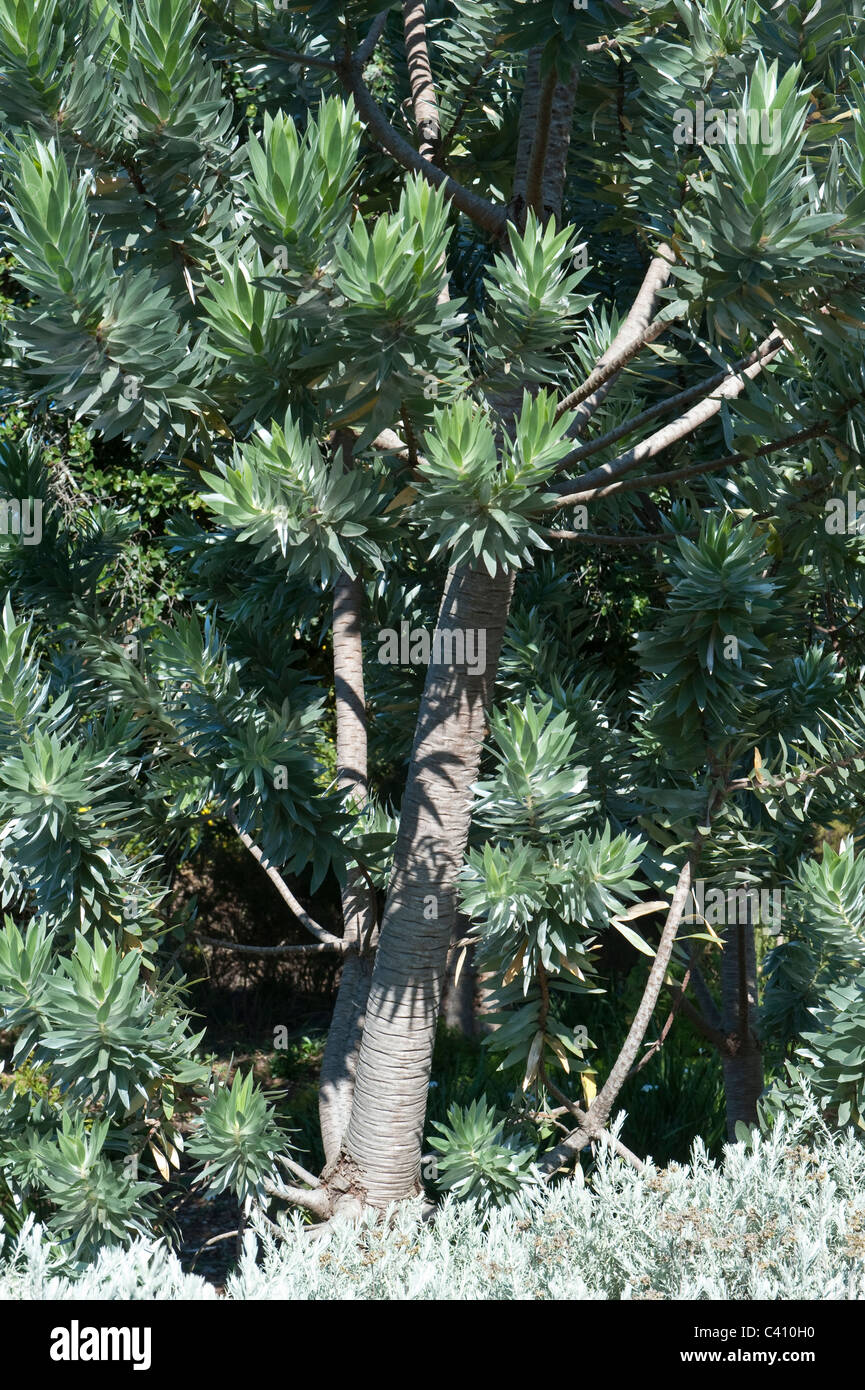 Evergreen leucadendron hi-res stock photography and images - Alamy