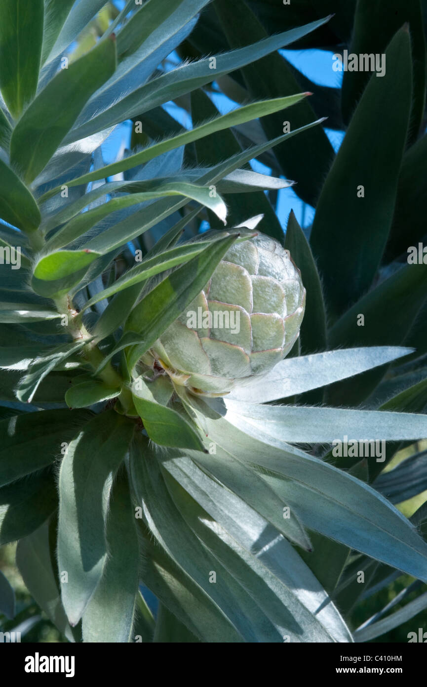 Leucadendron Argenteum Stock Photos & Leucadendron Argenteum Stock ...