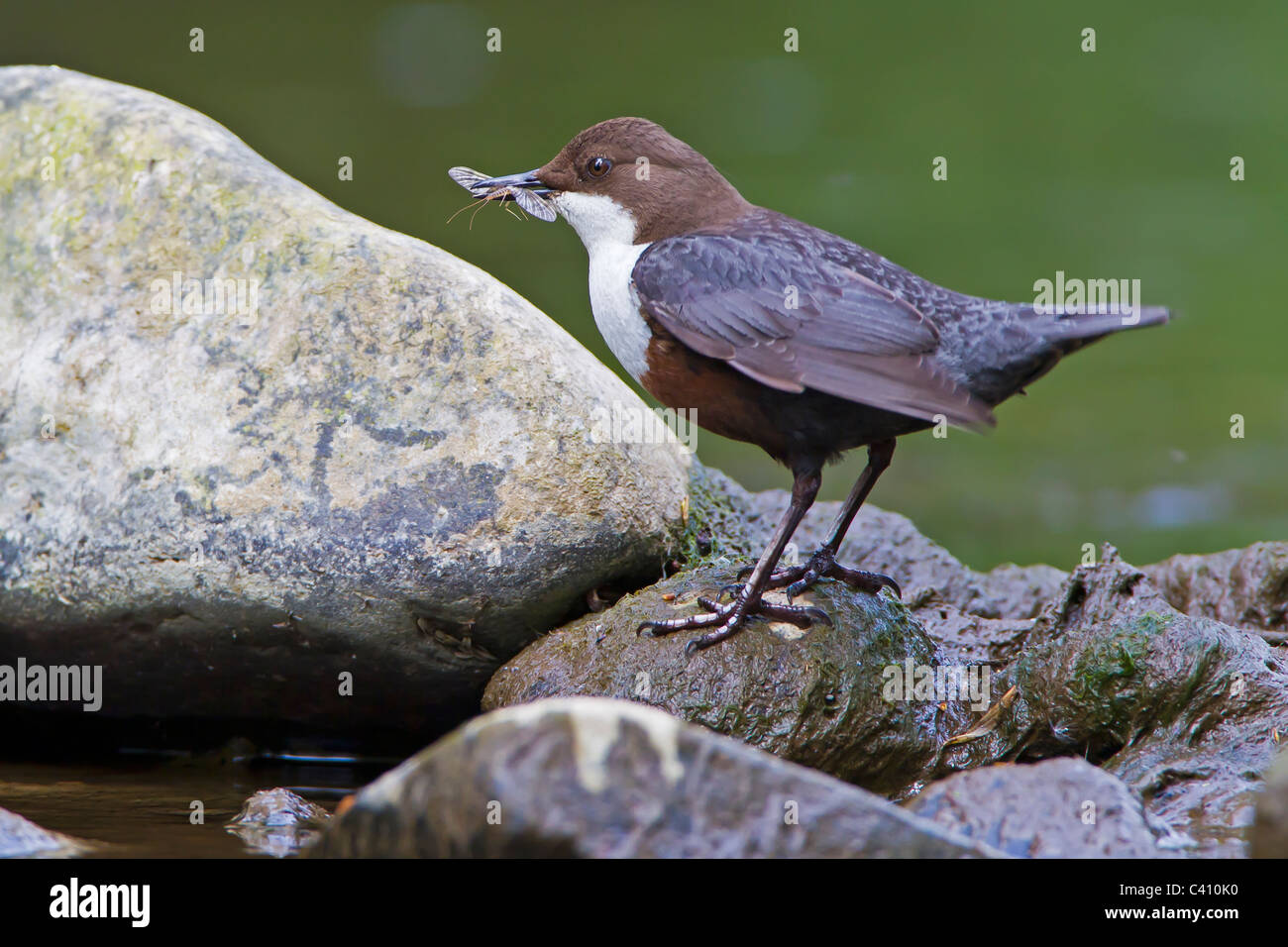 Dipper feeding in a small river Stock Photo - Alamy