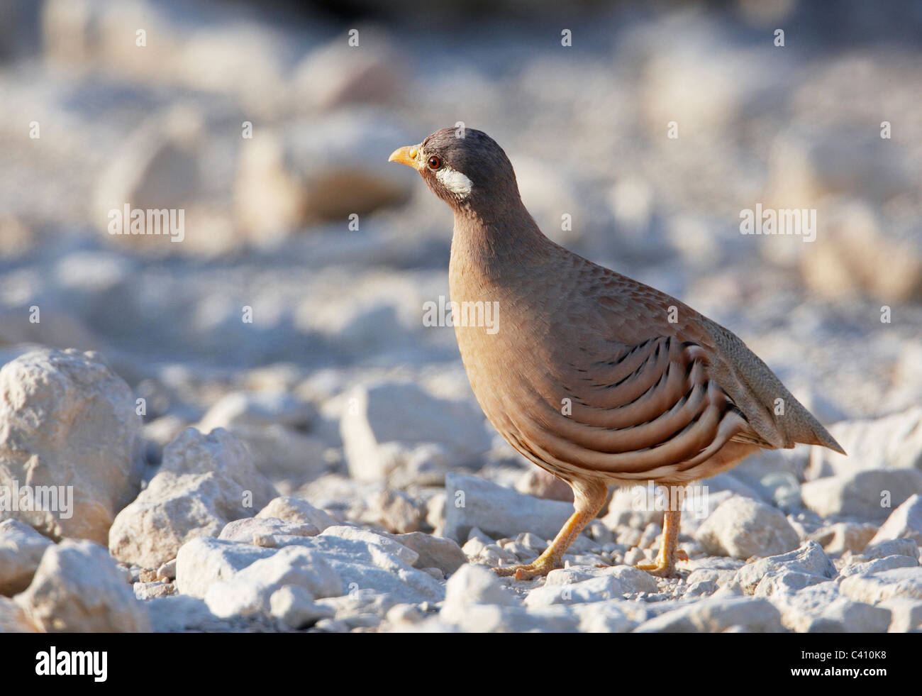 Sand Partridge (Ammoperdix heyi). Male standing on rocky ground. Israel ...