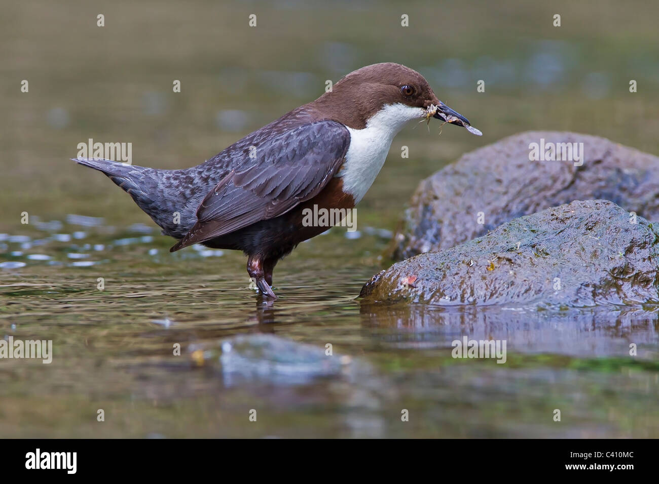 Dipper feeding in a small river Stock Photo - Alamy
