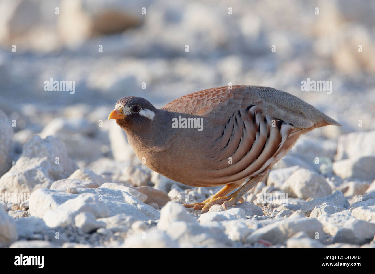 Sand Partridge (Ammoperdix heyi). Male standing on rocky ground. Israel ...