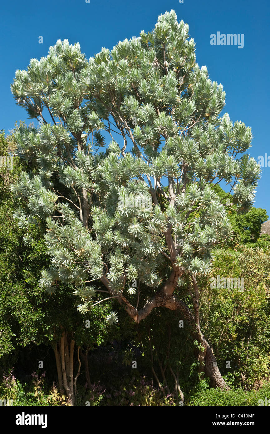 Leucadendron argenteum hi-res stock photography and images - Alamy