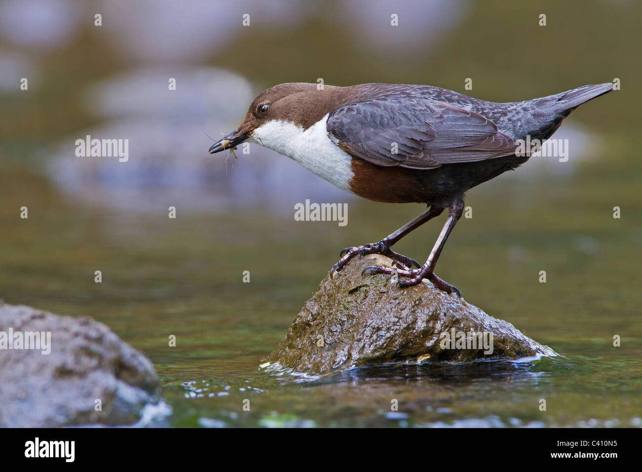 Dipper feeding in a small river Stock Photo - Alamy