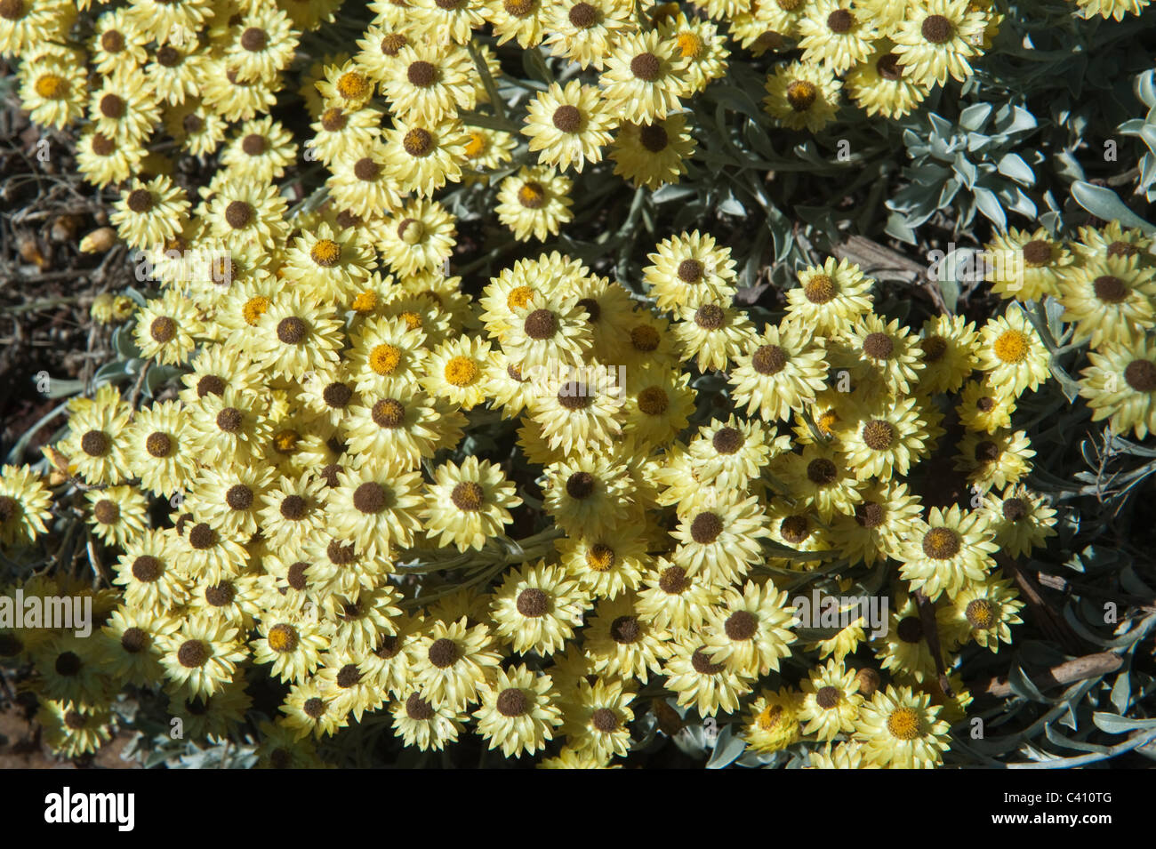 Yellow Everlasting (Helichrysum argyrophyllum) flowers Kirstenbosch ...