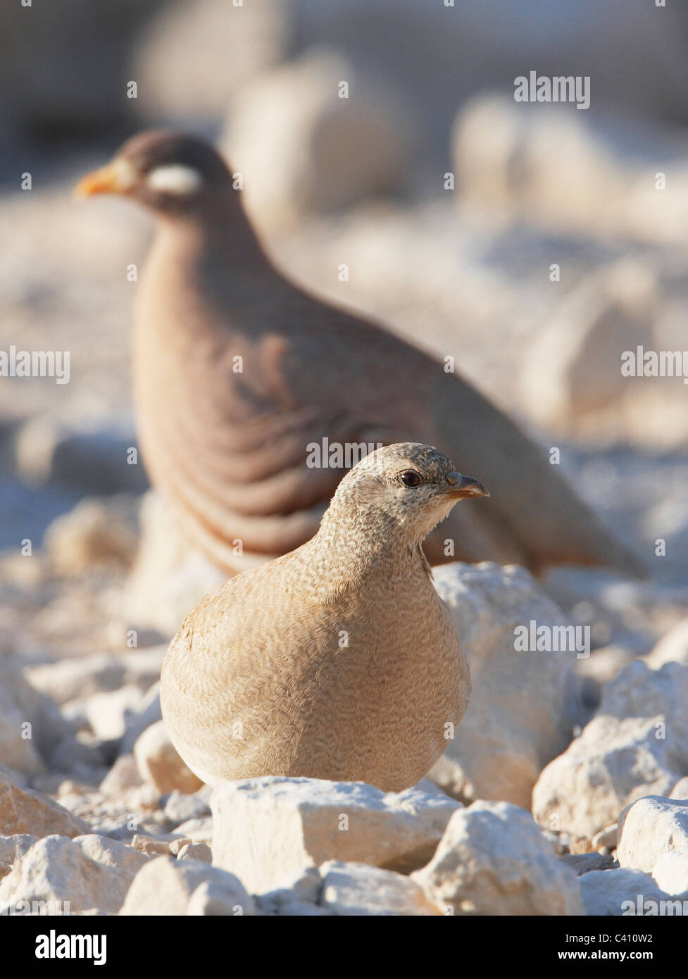 Female partridge hi-res stock photography and images - Alamy