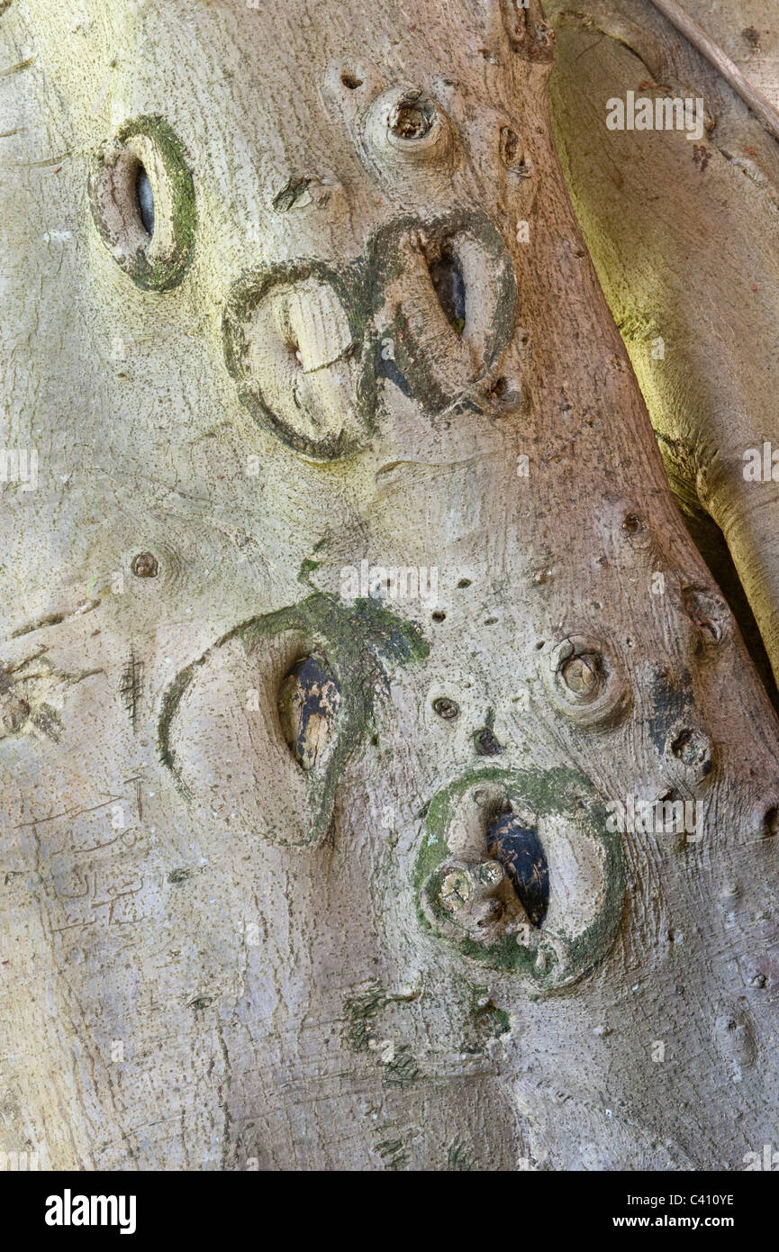 Fig Bark High Resolution Stock Photography and Images - Alamy