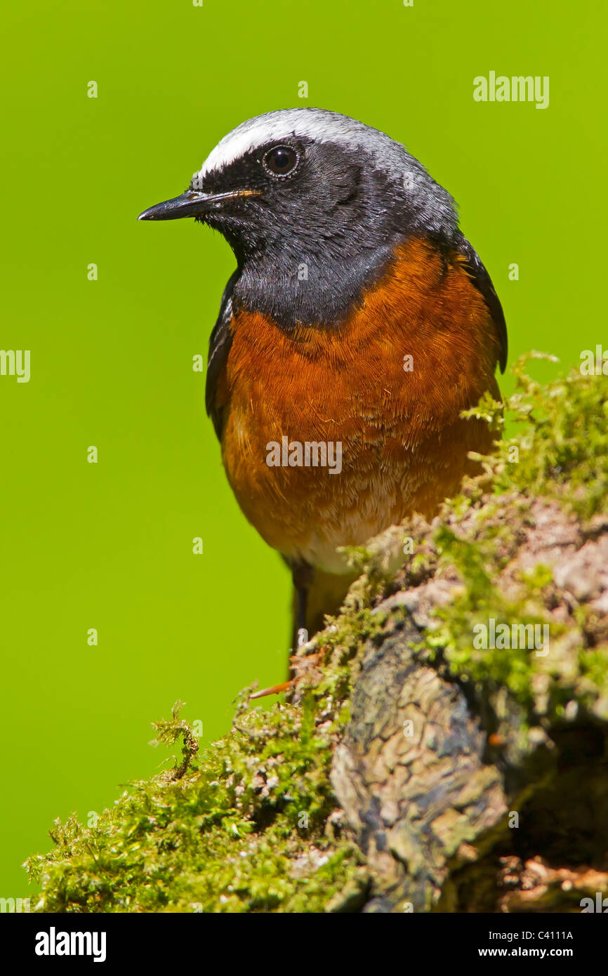 Redstart uk hi-res stock photography and images - Alamy
