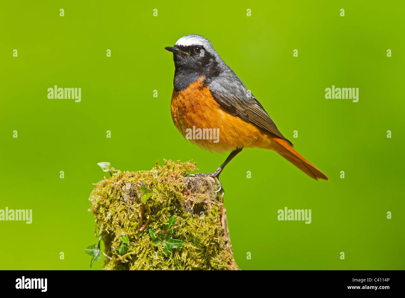 Redstart bird uk hi-res stock photography and images - Alamy