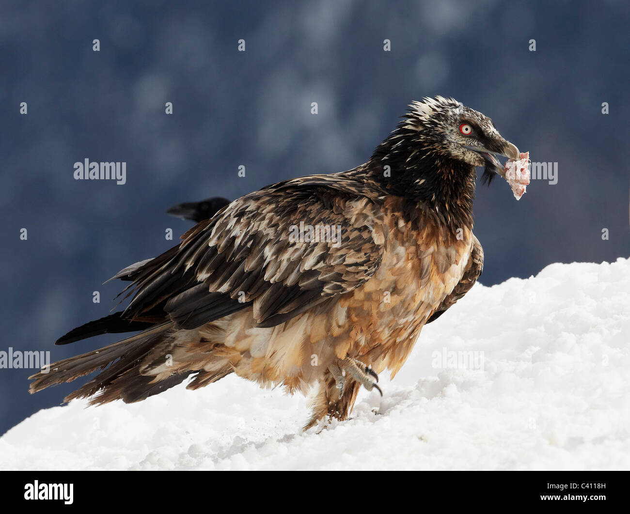 Bearded Vulture, Lammergeier (Gypaetus barbatus). Juvenile walking ...
