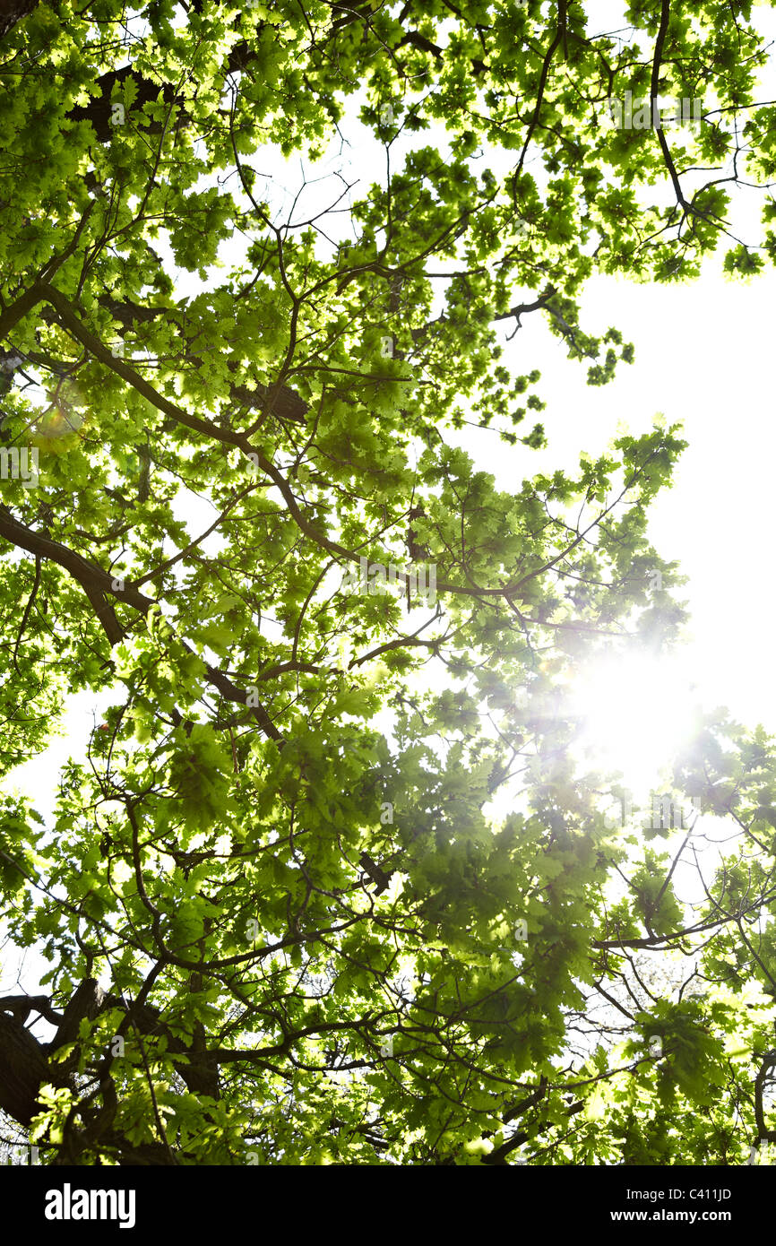 Overhanging trees background hi-res stock photography and images - Alamy