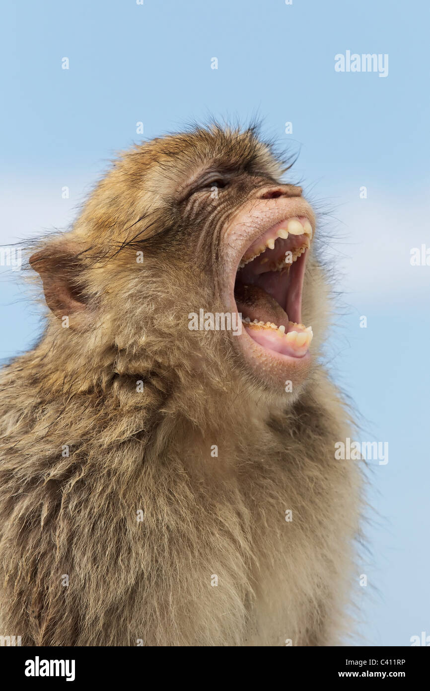 Monkey aggressive behavior hi-res stock photography and images - Alamy