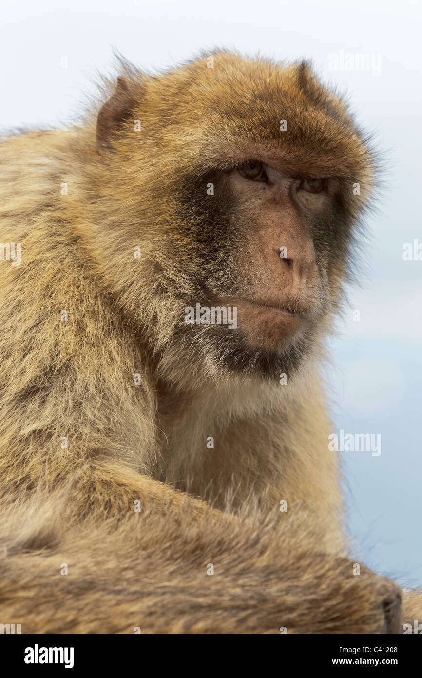 Female macaque hi-res stock photography and images - Alamy