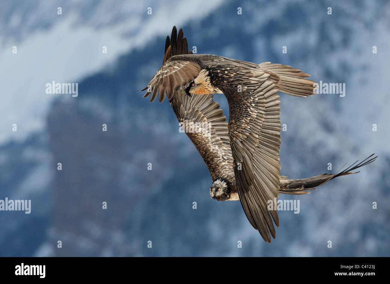 Subadult bird hi-res stock photography and images - Alamy
