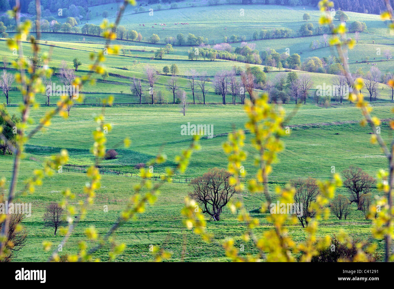 agriculture, beautiful, countryside, farming, field, forest, green ...