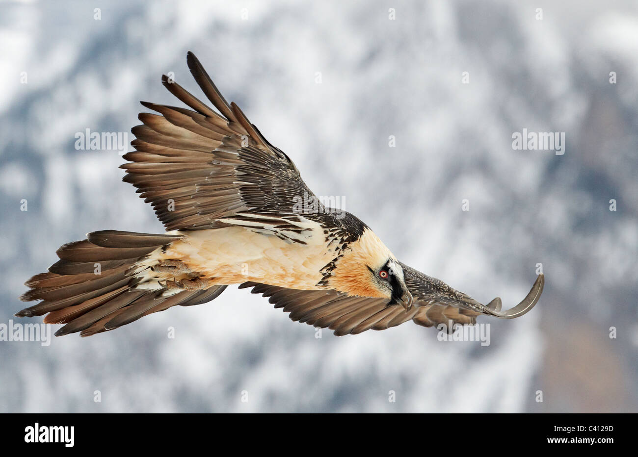 Bearded Vulture, Lammergeier (Gypaetus barbatus). Adult in flight ...