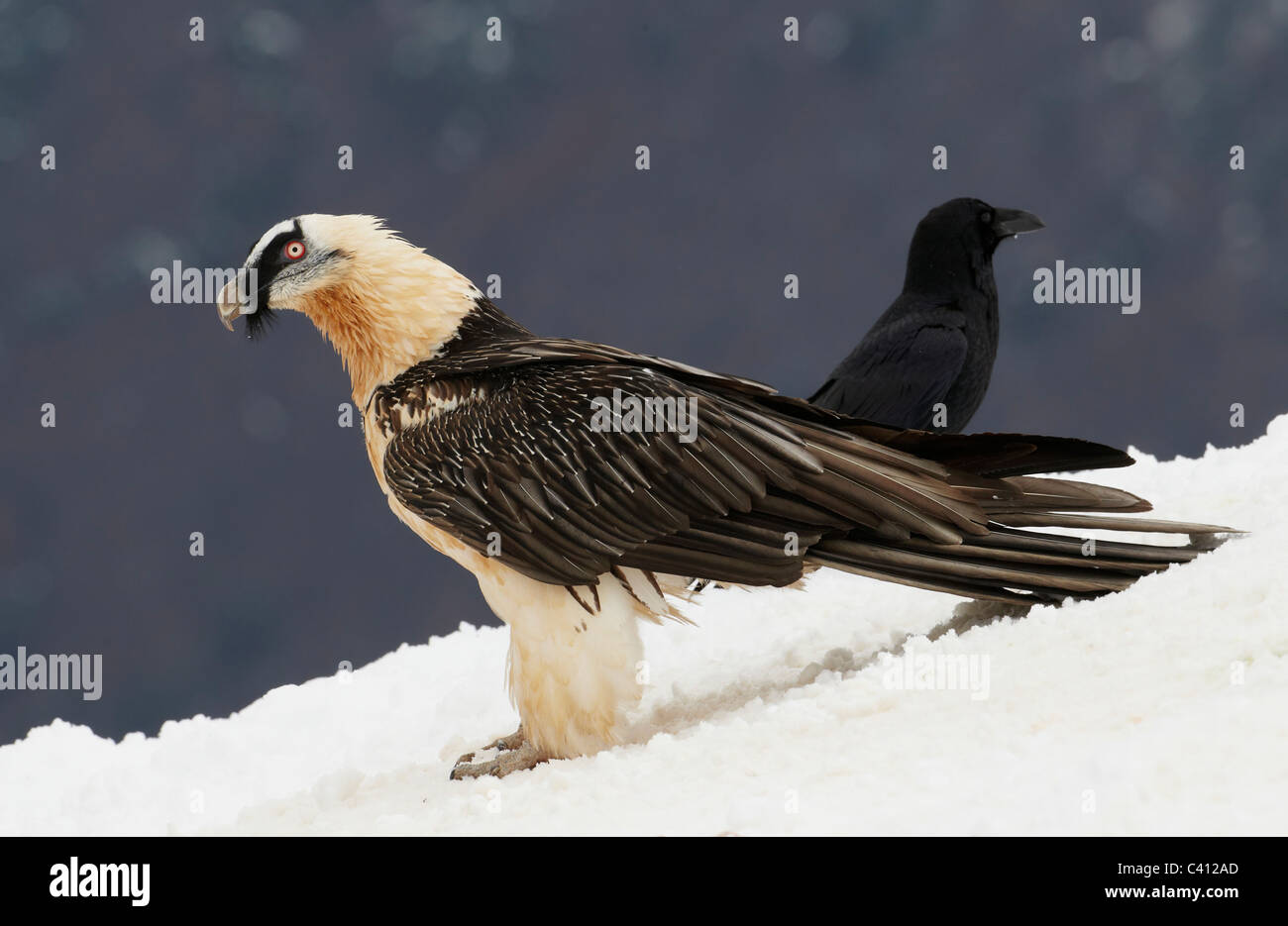 Bearded Vulture, Lammergeier (Gypaetus barbatus). Adult standing in ...