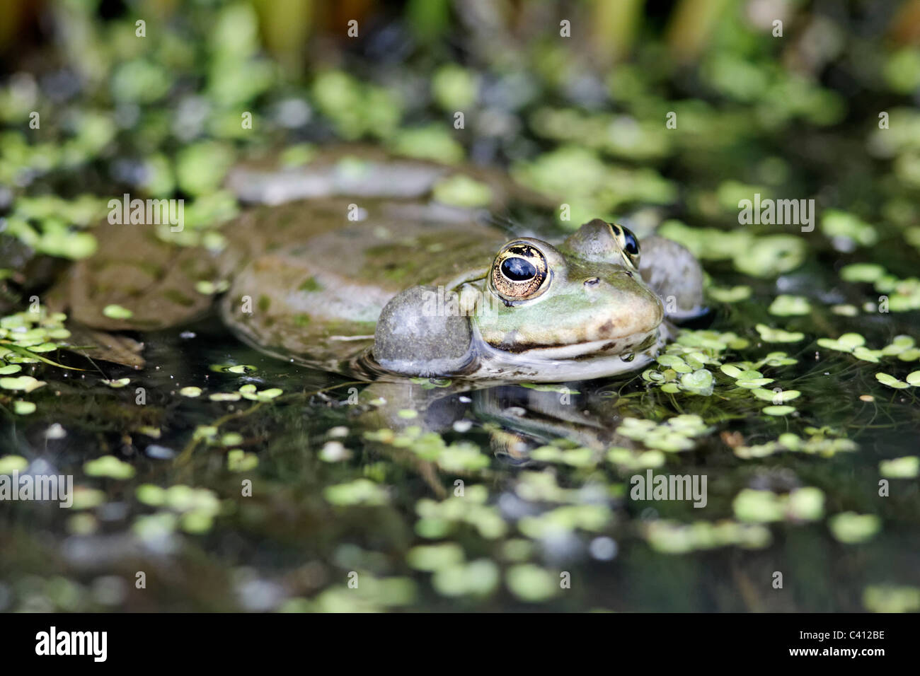 Marsh frog hi-res stock photography and images - Alamy