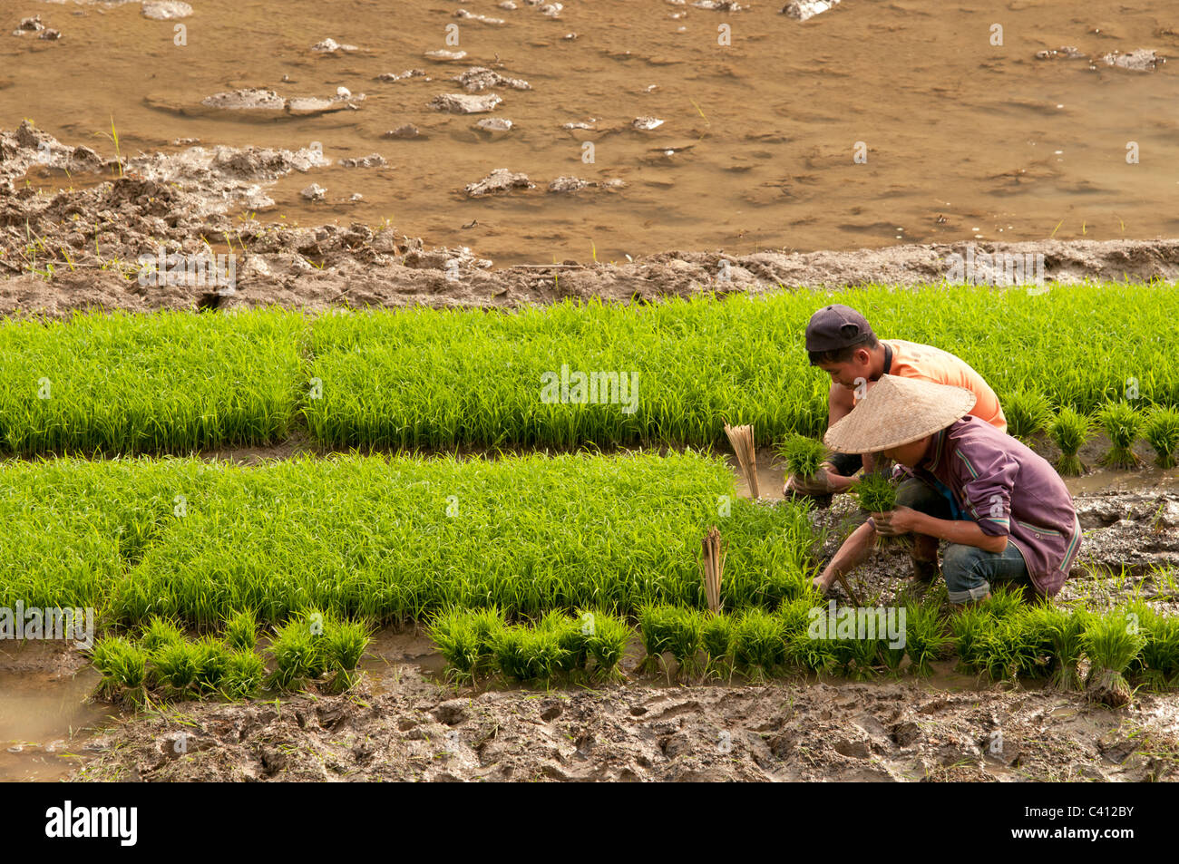 Two rice workers harvesting green rice shoots in a paddy field in North ...