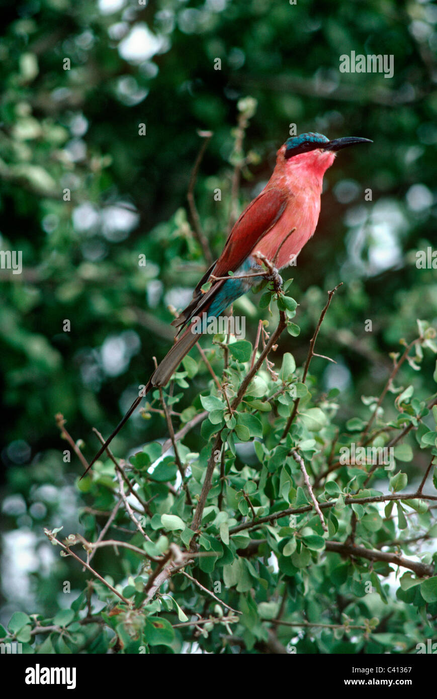 Carmine bee-eater (Merops nubicus: Meropidae) in savannah, South Africa ...