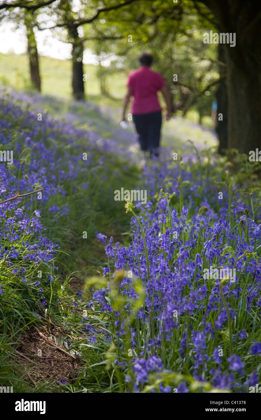A walk through Blue Bells Stock Photo - Alamy