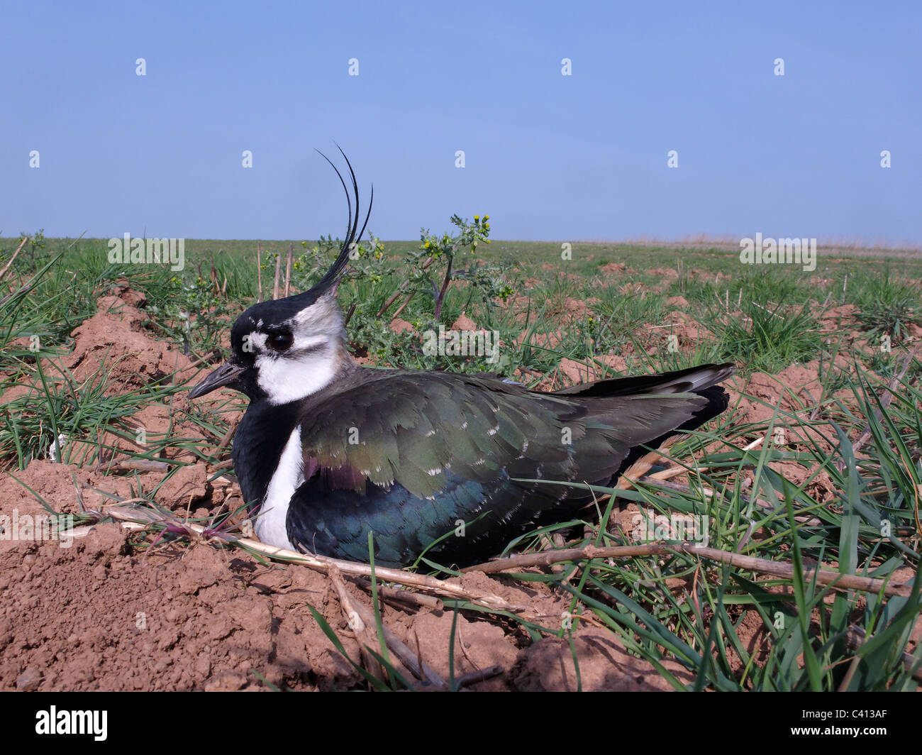 Lapwing On Nest High Resolution Stock Photography and Images - Alamy