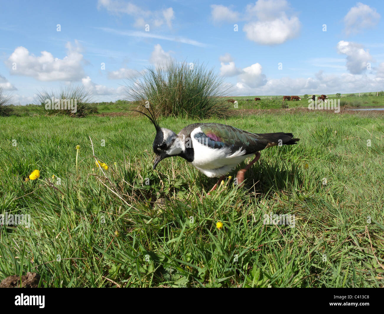 Lapwing on nest hi-res stock photography and images - Alamy