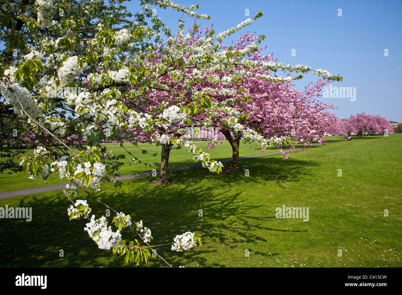 Harrogate stray blossom hi-res stock photography and images - Alamy