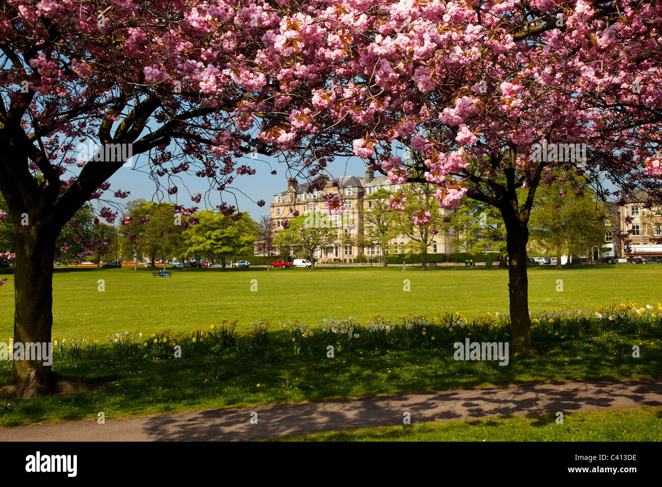 The stray harrogate spring hi-res stock photography and images - Alamy