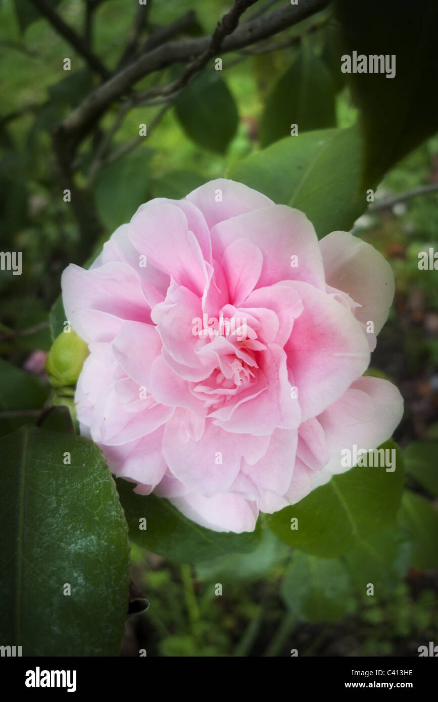 Camellia pink flower Stock Photo - Alamy