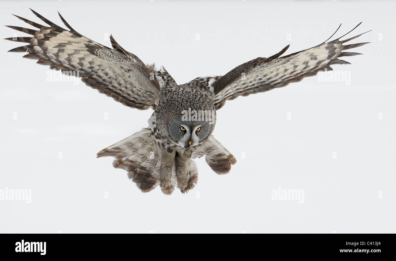 Great Grey Owl (Strix nebulosa) in landing approach to snow. Finland ...